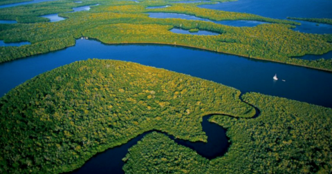 Estos son lo bosques más grandes del mundo