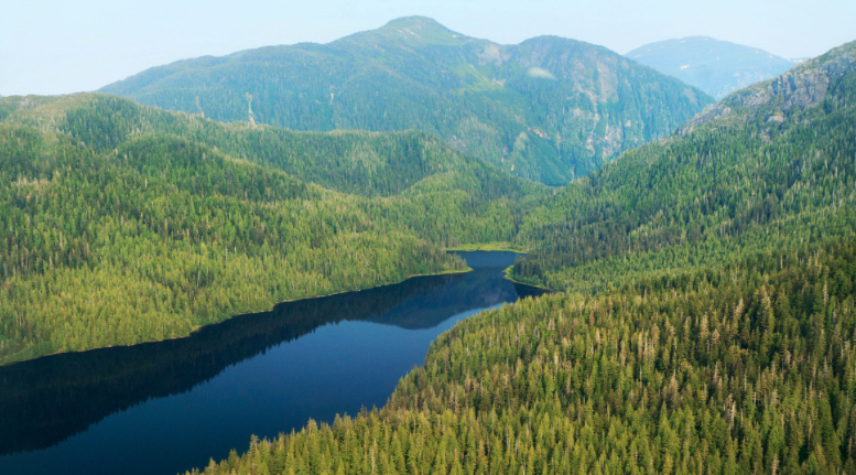 Estos son lo bosques más grandes del mundo