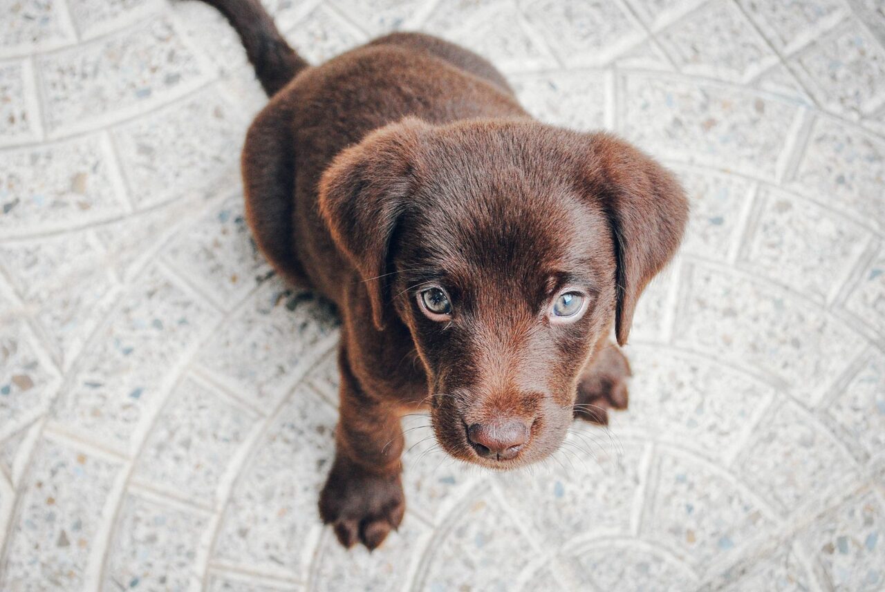 El primer café para perros en Nueva York - Revista Travesías