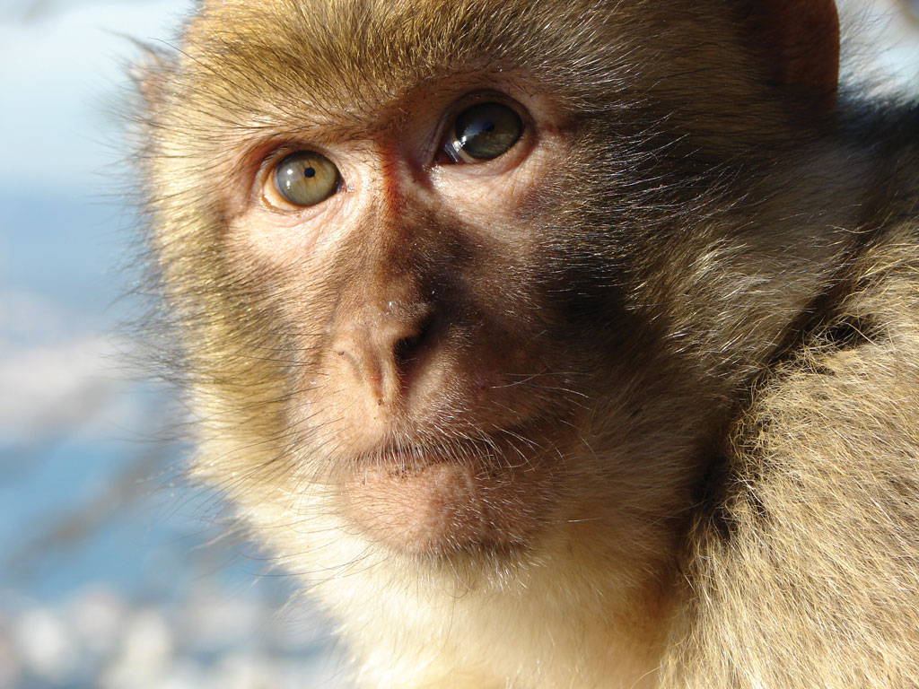 Macacos cola balinesa