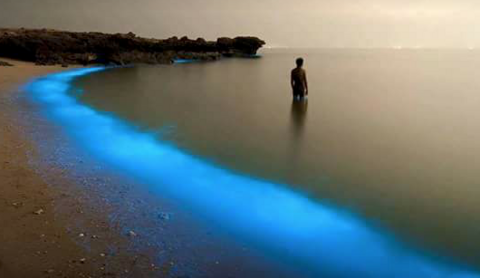 5 Playas bioluminiscentes que debes visitar en México