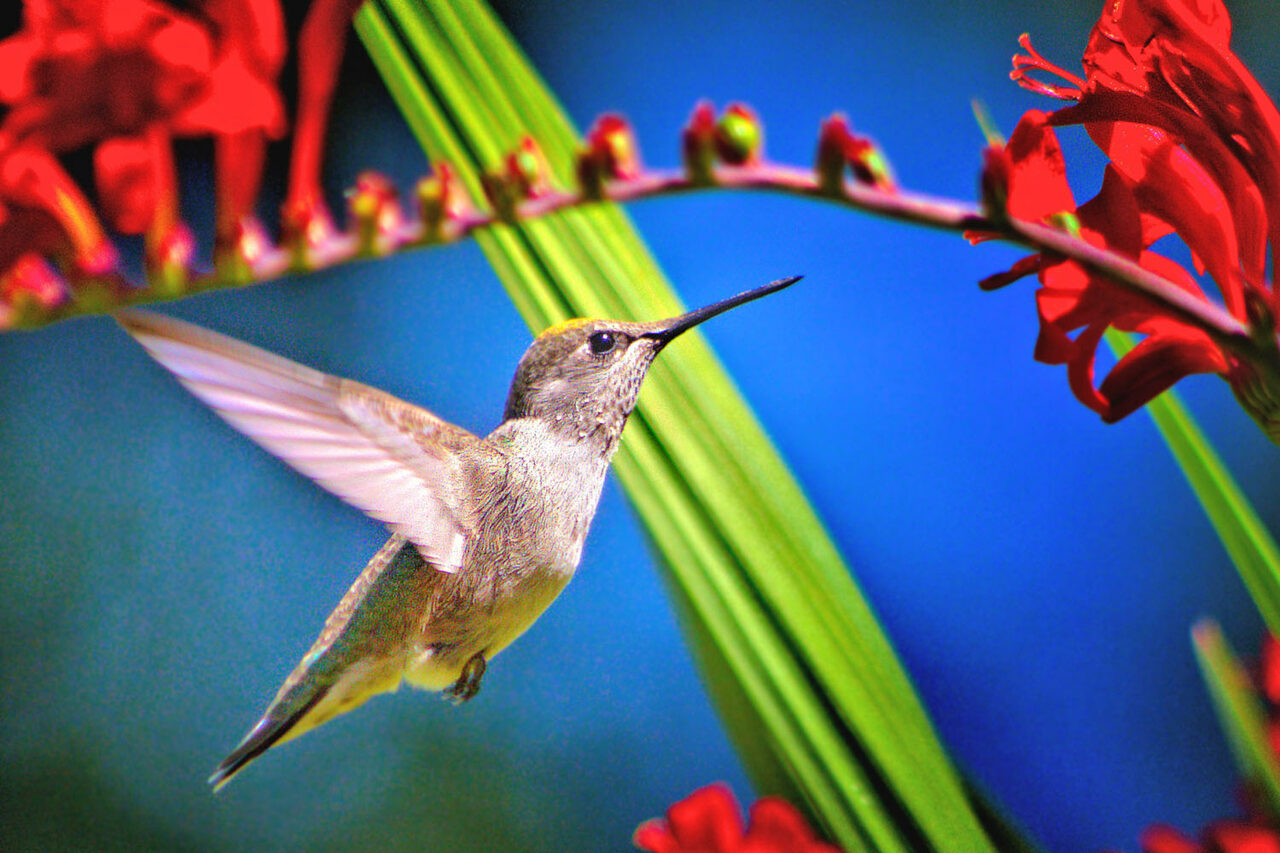 Los asombrosos jardines para colibríes en la Ciudad de México