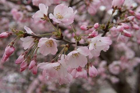Los cerezos cubren China y todos tienen que verlo (fotos)
