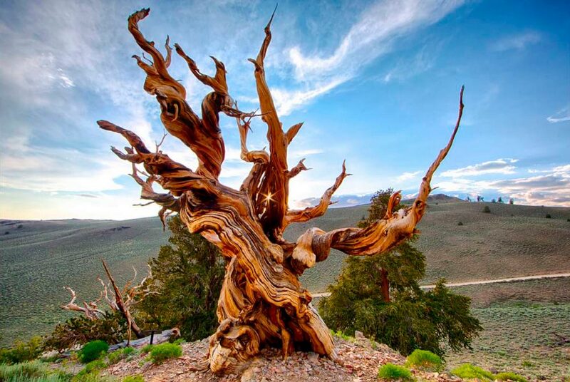 Este es el árbol más viejo del mundo (y nadie sabe su ubicación exacta)