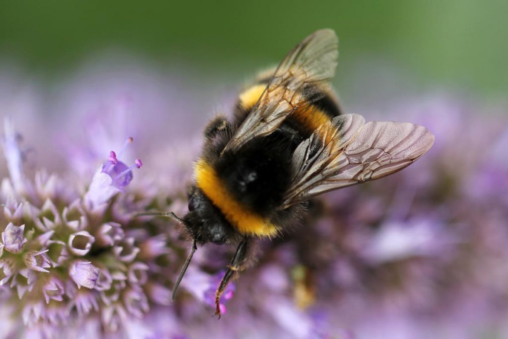 Las abejas son el ser vivo más importante del planeta