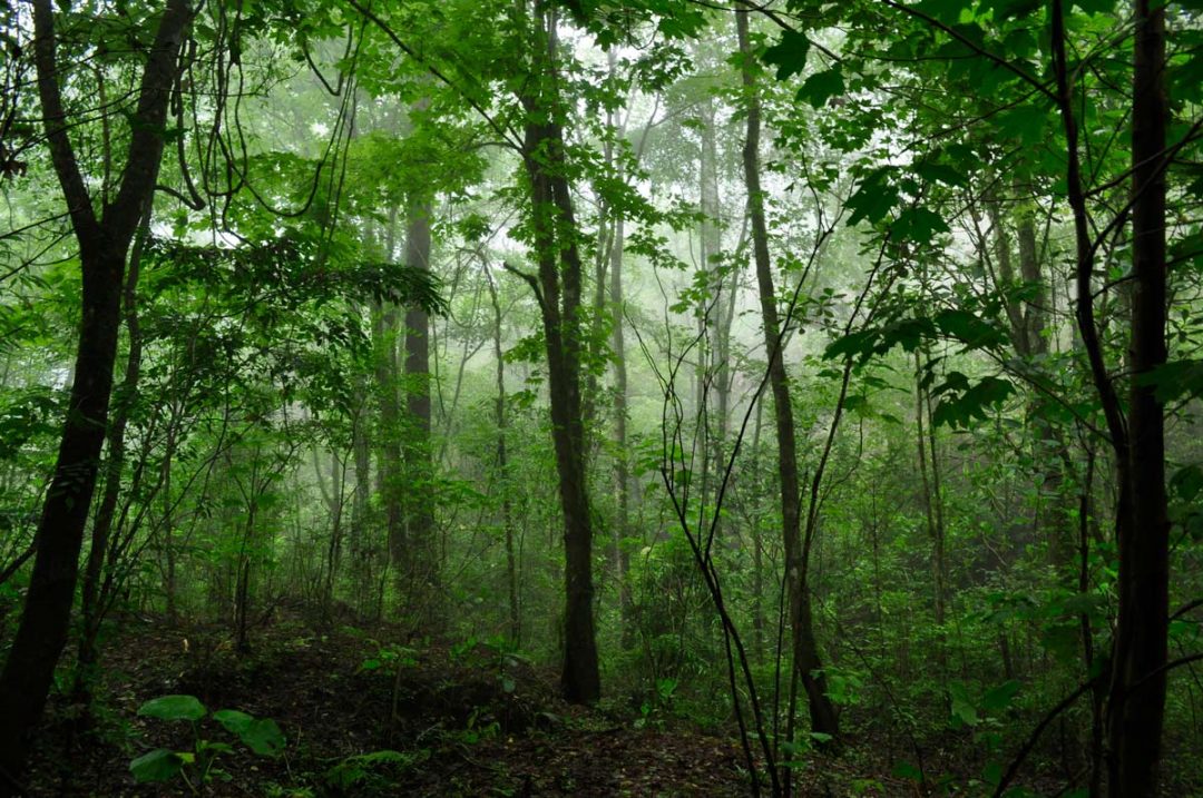 Bosque de Maple: un paisaje muy canadiense en México