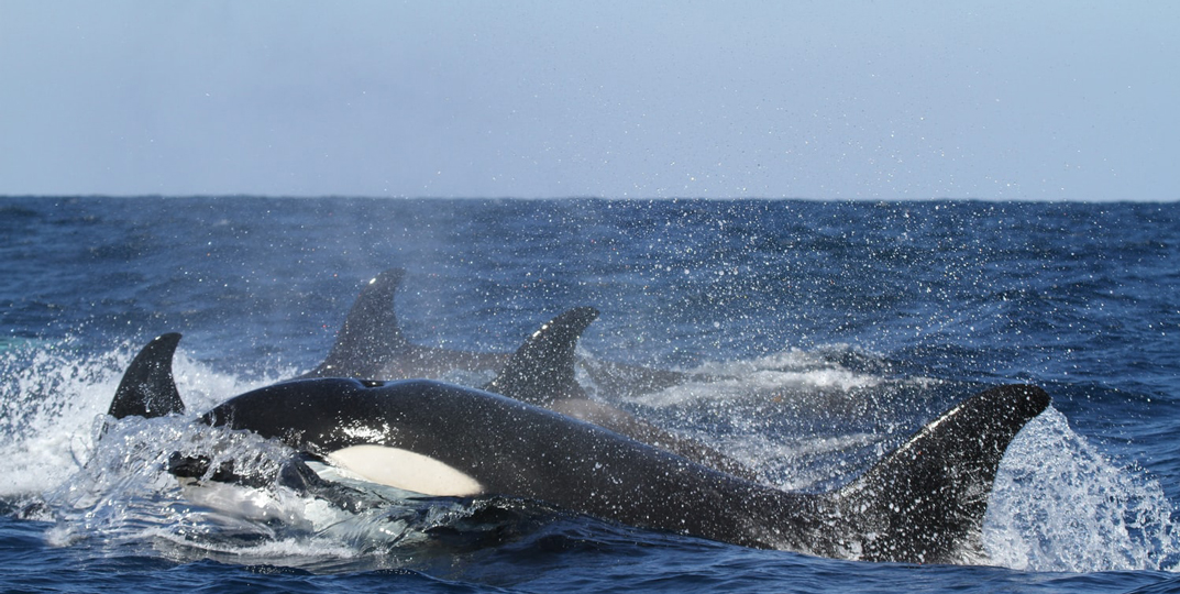orcas-noaa | Revista Travesías | Inspiración para viajeros