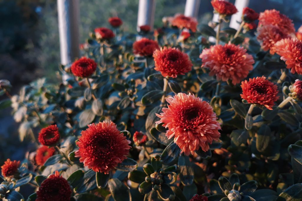 Esta es la dalia, la flor nacional de México (amada en el mundo)