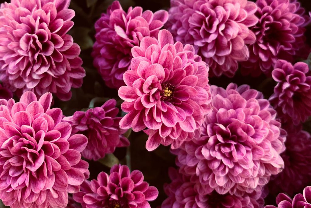 Esta es la dalia, la flor nacional de México (amada en el mundo)