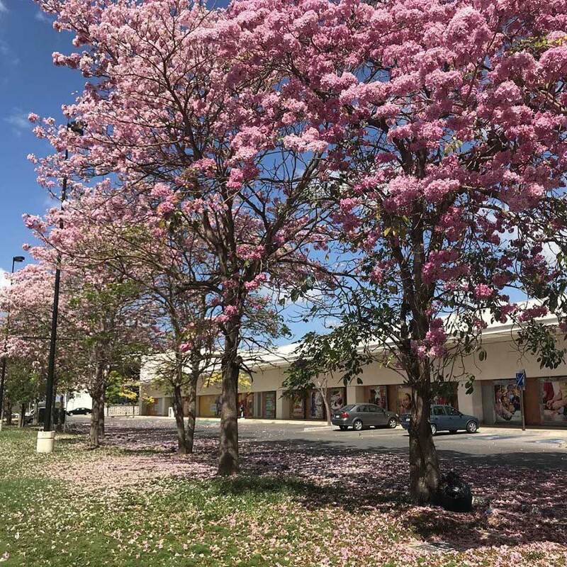 Yucatán es el estado más rosa del país: flamingos, playas y flores