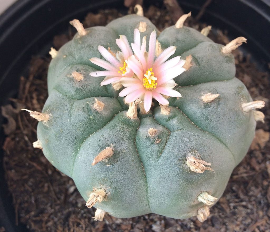 El peyote, el cactus mexicano que está en peligro de extinción