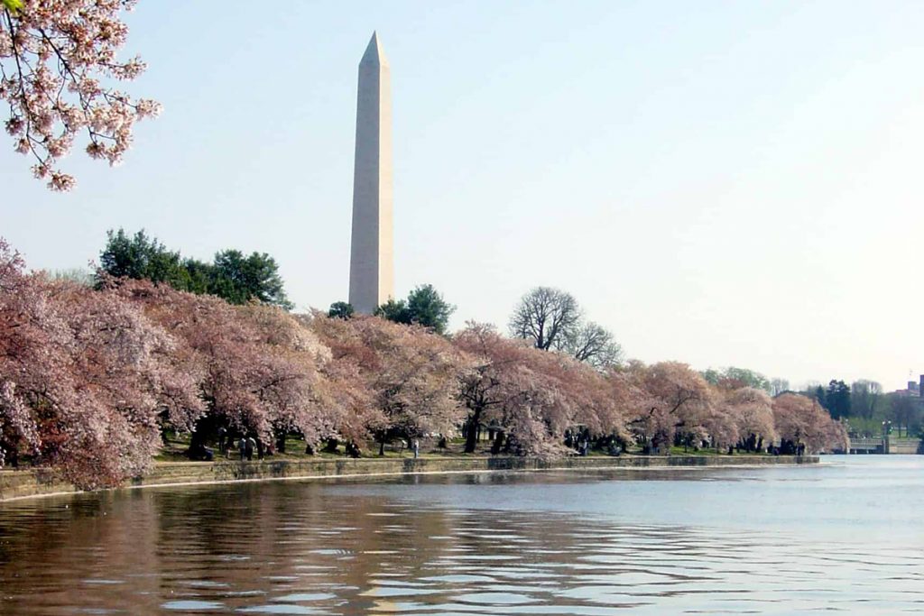 Memorial de Washington. Foto: National Cherry Blossom Festival