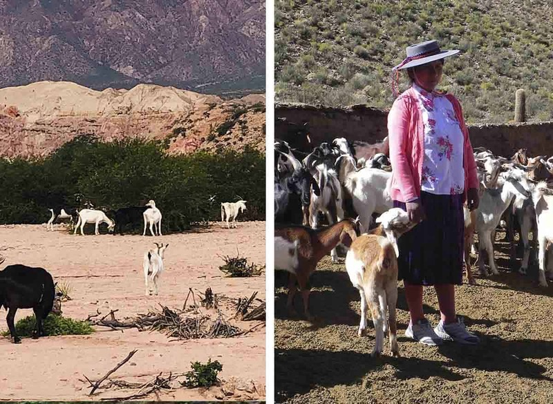 cabras criollas cortesia IPAF | Revista Travesías | Inspiración para ...