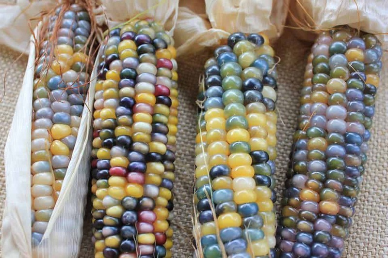 Glass Gem: el maíz que tiene granos de los colores del arcoíris