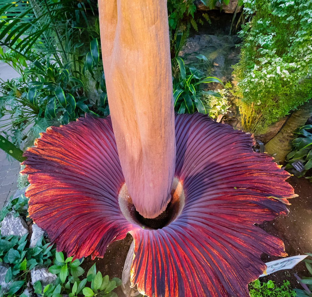 Esta es la flor cadáver, la flor más grande del mundo