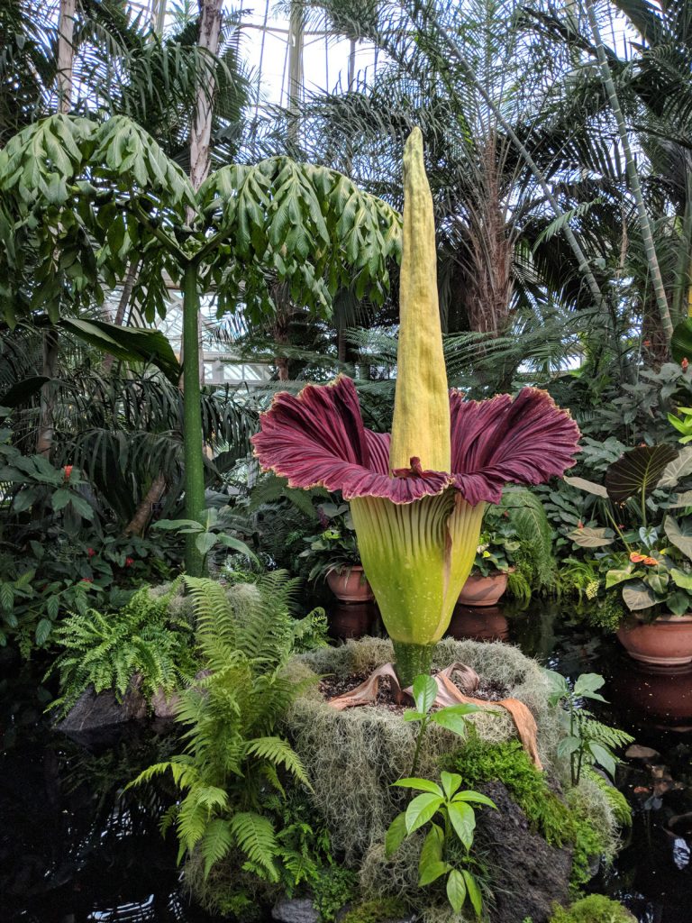 Esta es la flor cadáver, la flor más grande del mundo