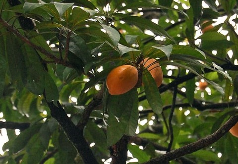 Kanisté, el árbol casi extinto en Yucatán, que revive poco a poco