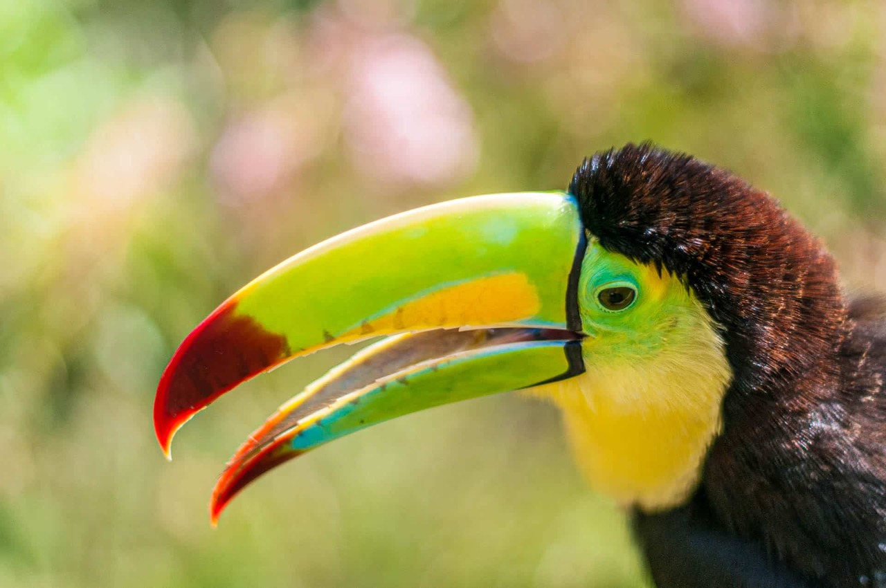 Pluma tricolor: destinos para pajarear en México - Revista Travesías