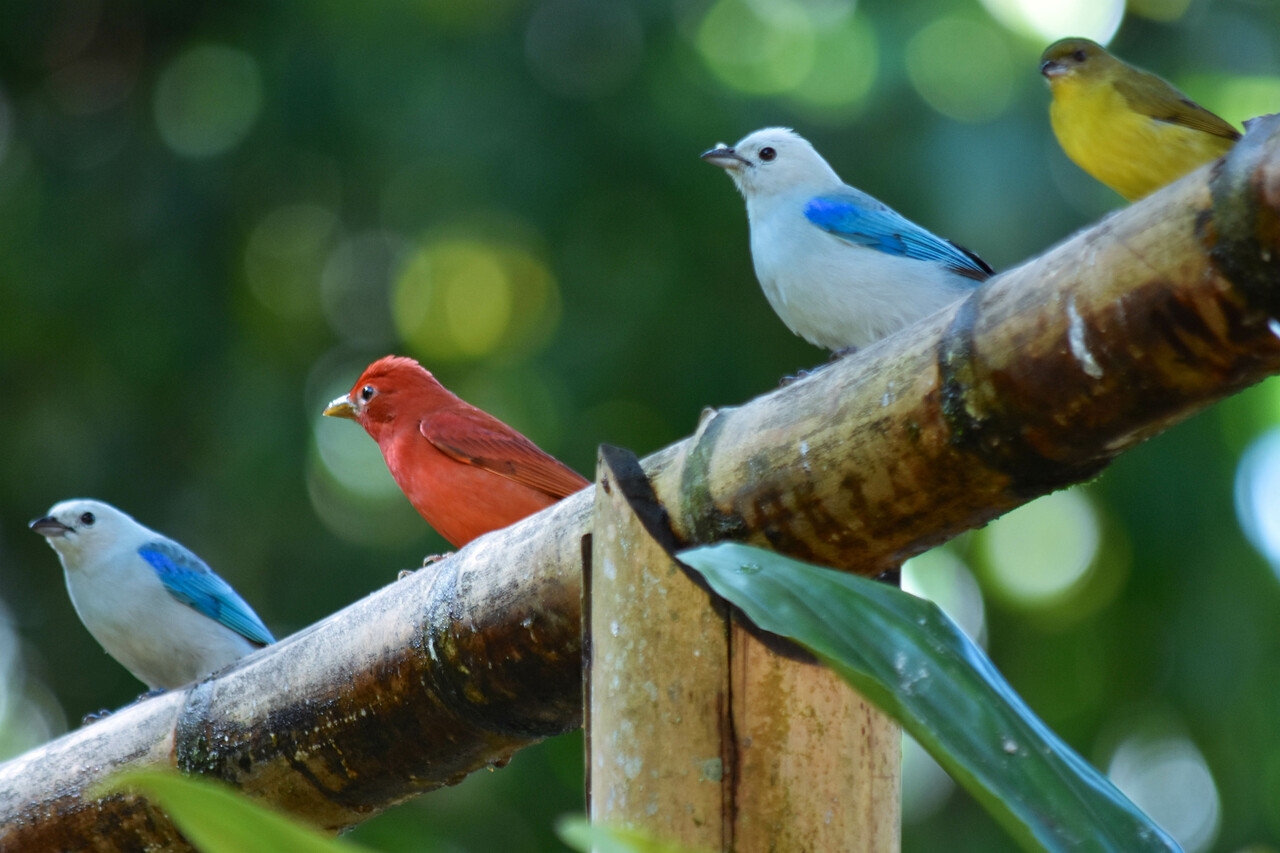 Tras el vuelo de las aves: avistamientos únicos en el mundo