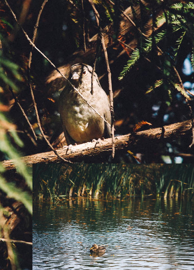 Xochimilco, el rincón inesperado adonde migran las aves