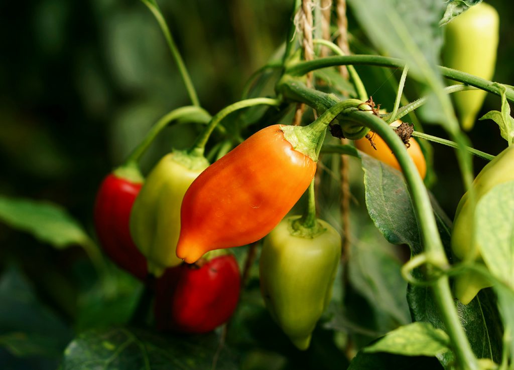 ¿Por qué el chile es el rey de la cocina mexicana?
