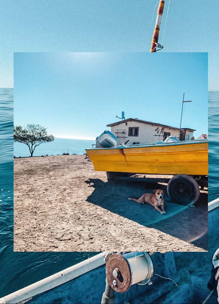 Ikejime: la técnica japonesa que dignifica el proceso de pesca