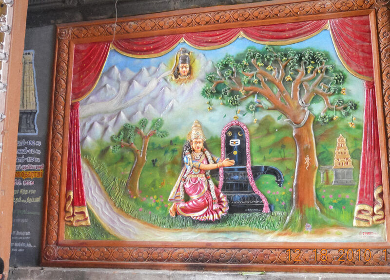 Kannapuram, la villa en la India con más de 200 variedades de mango