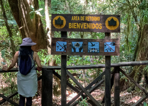 En México existen bosques de maple y los puedes visitar