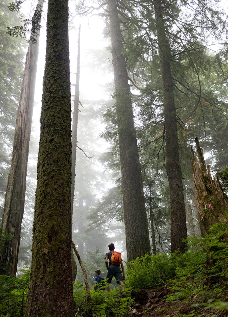 En México existen bosques de maple y los puedes visitar