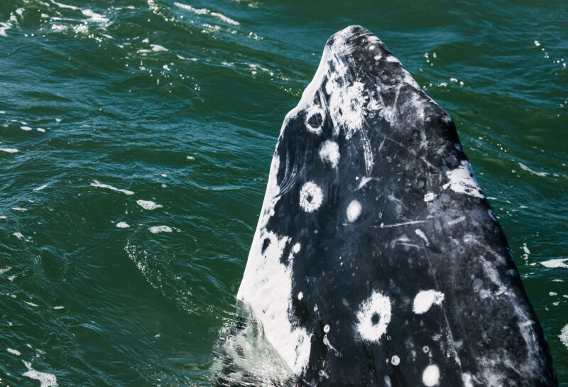 Un viaje por carretera para ver ballenas en Baja California Sur