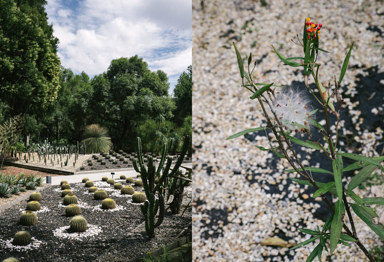 Los jardines botánicos más espectaculares de México