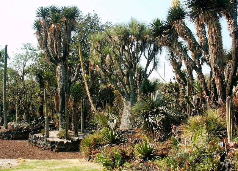 Los jardines botánicos más espectaculares de México