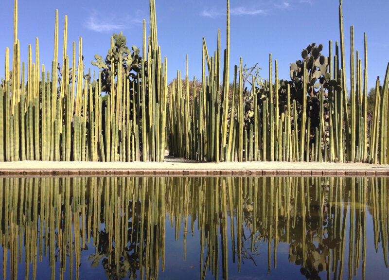 Los jardines botánicos más espectaculares de México