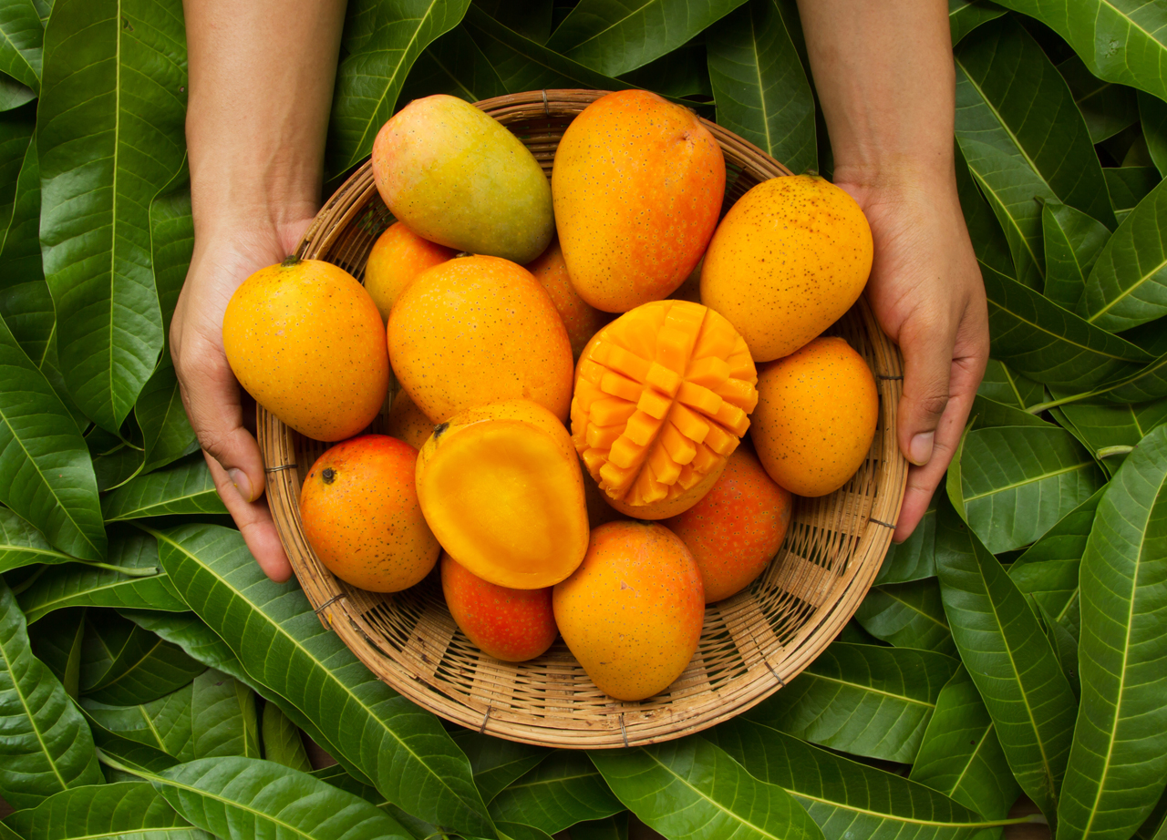 Así descubrieron el mango perfecto en Chiapas