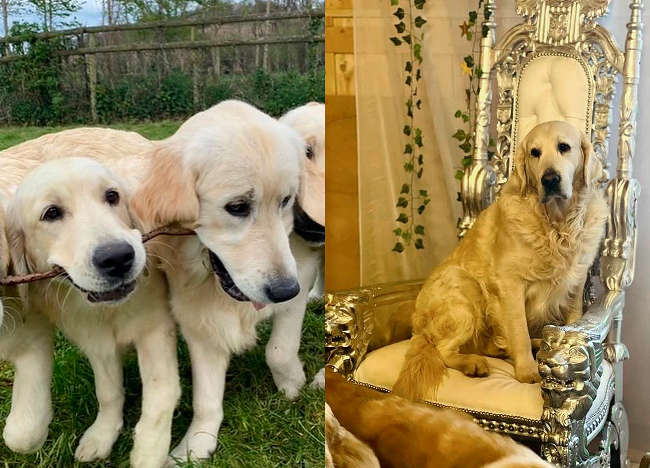 ¿Amante de los perros? No puedes perderte The Golden Retriever Experience