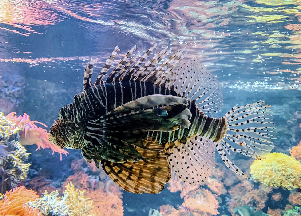 Comer pez león para salvar el ecosistema de las Islas Caimán