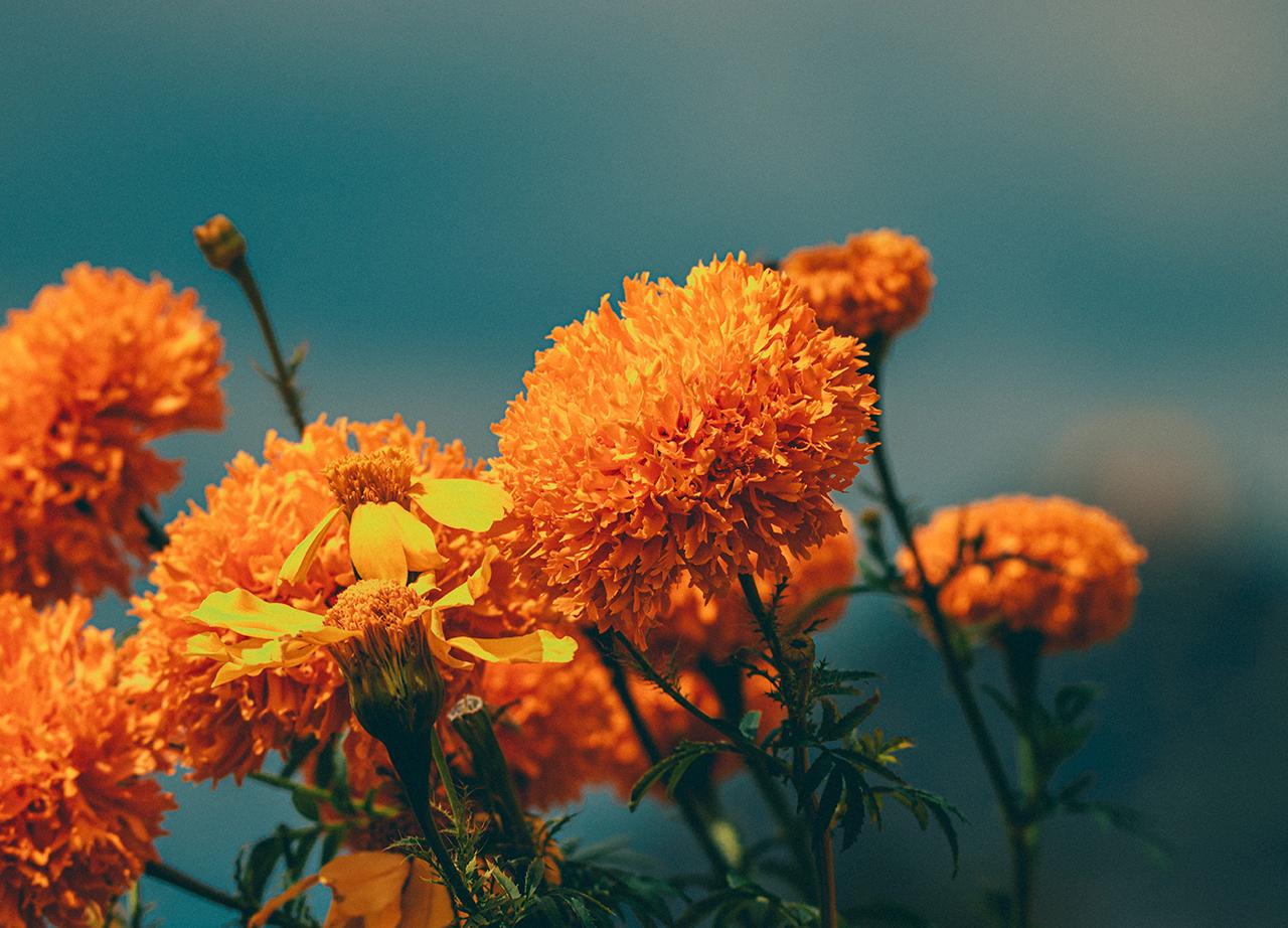 La leyenda de la flor de Cempasúchil