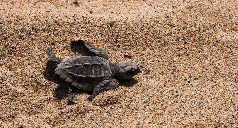Ha iniciado la temporada de liberación de tortugas en el Pacífico mexicano