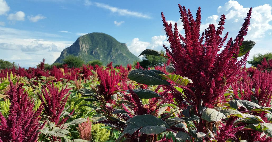 Amaranto, un ingrediente prehispánico que es Patrimonio Inmaterial