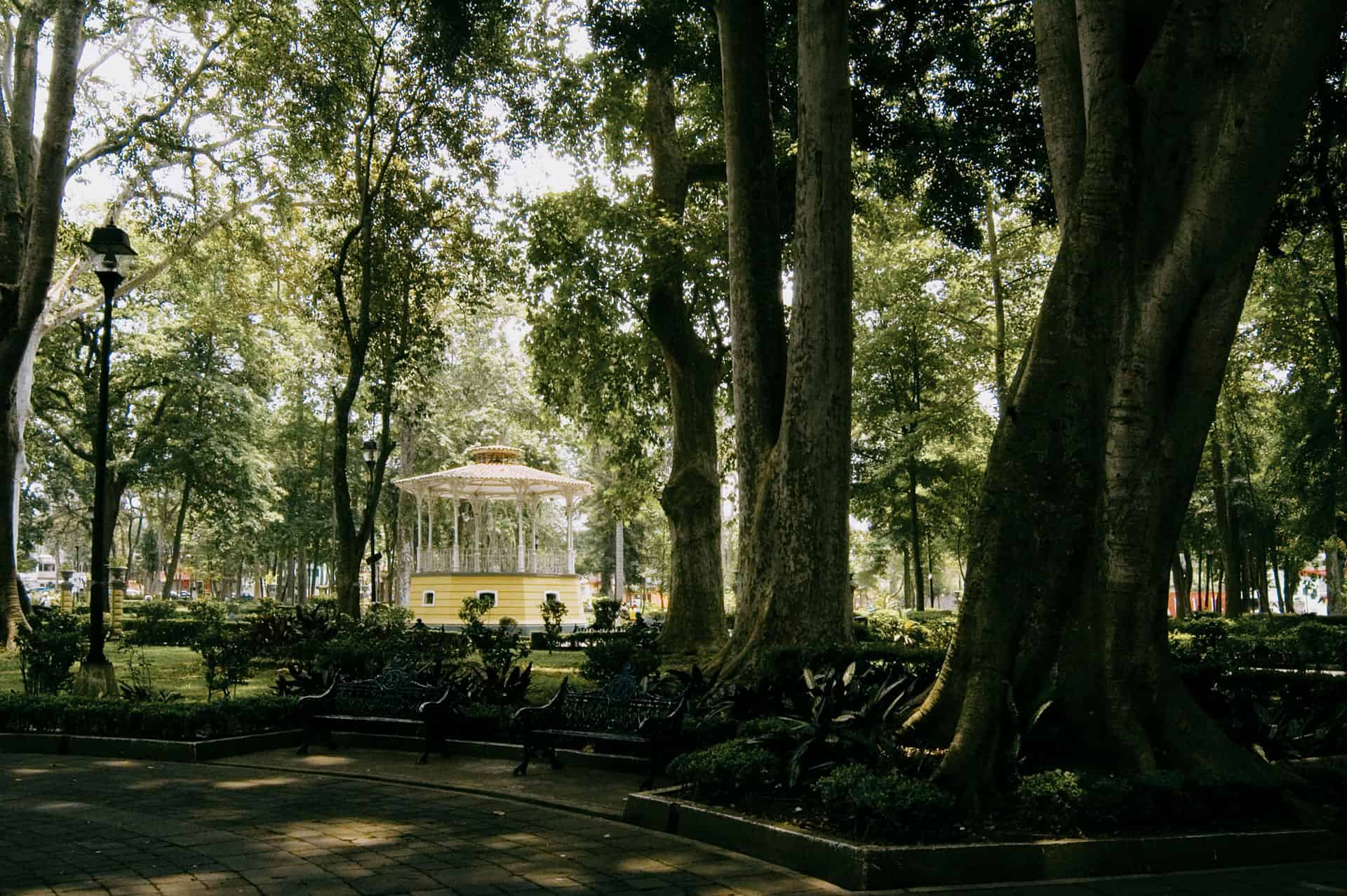 Avis presenta: ruta por la naturaleza selvática de Veracruz