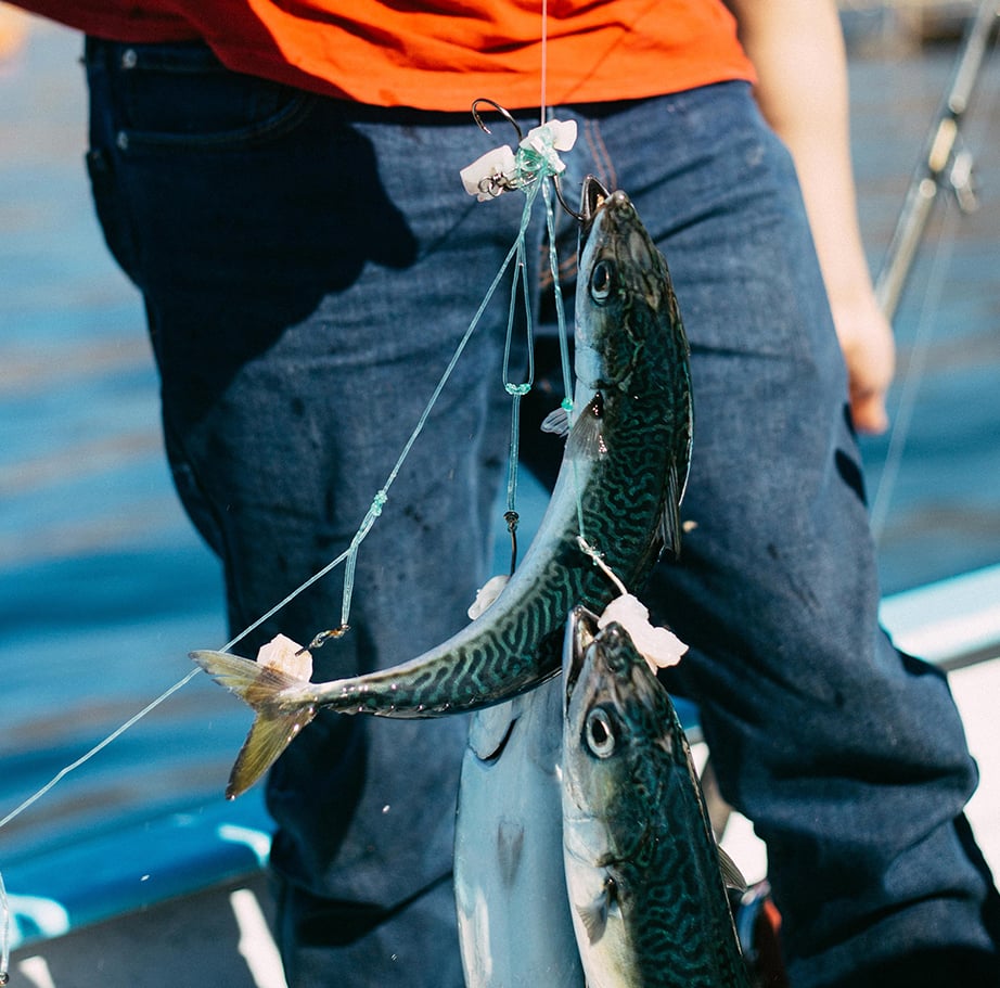 Ikejime: la técnica japonesa que dignifica el proceso de pesca