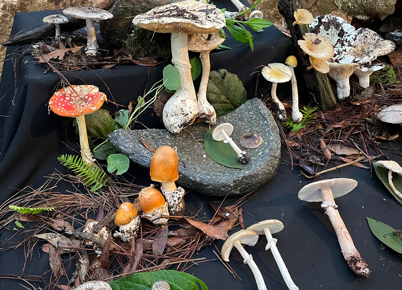 Hongos Venenosos En Florida