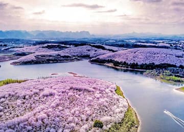 Los cerezos cubren China y todos tienen que verlo (fotos)