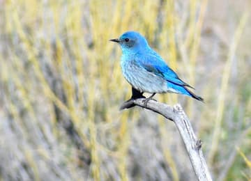 El pajarito azul de Twitter nace entre el Iztaccíhuatl y el Popocatépetl