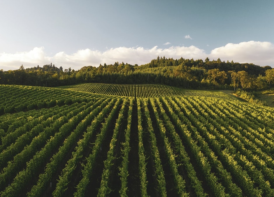 ¿Vino en Texas? Hay que ir a Hill Country